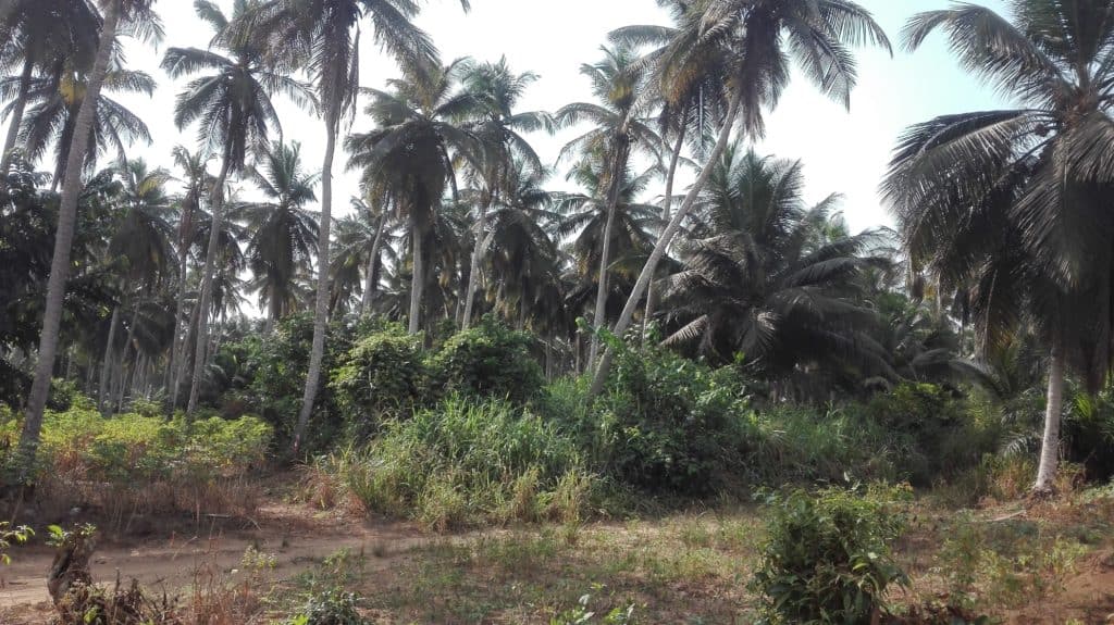 Study of land prices and inventory for the Kékéli project - Togo - Insuco